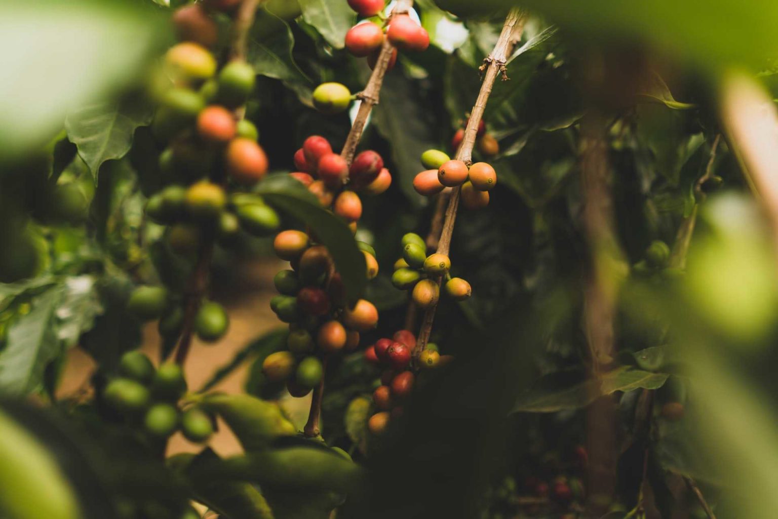Sulawesi Coffee | Complete Guide - The Finest Roast
